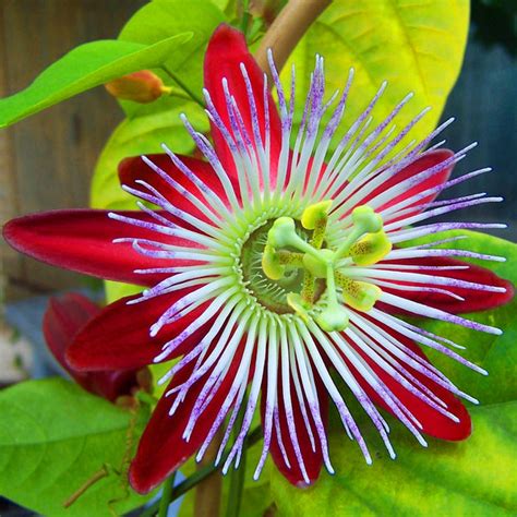 Rare Passionflower Passiflora Quadrangularis Houseplant Seeds Easy