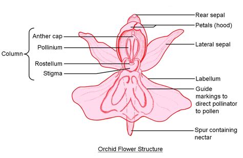 Flower Structure And Function Diagram Best Flower Site