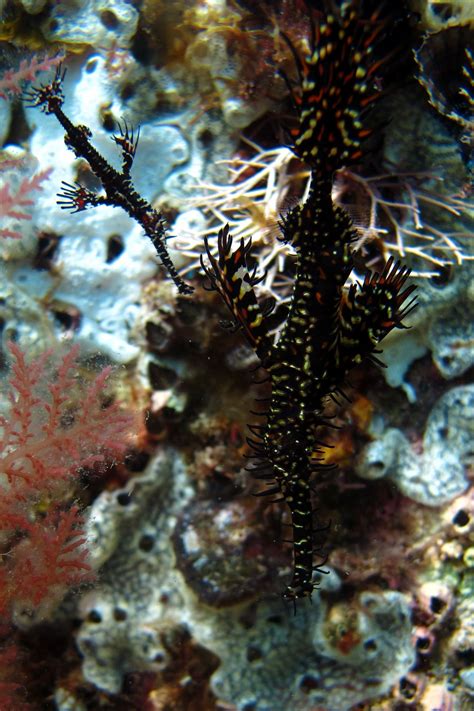 Uncharted Philippines Safari De Buceo En Visayas Cebu Negros Bohol