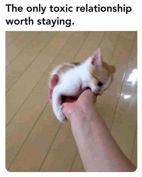 For Real R Catmemes