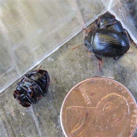 Primitive Carrion Beetles Agyrtidae Insect Identification Guide