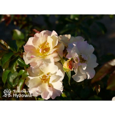 Mellite Mella™ Róże Rabatowe