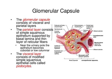 Histology Of The Urinary System Ppt Download