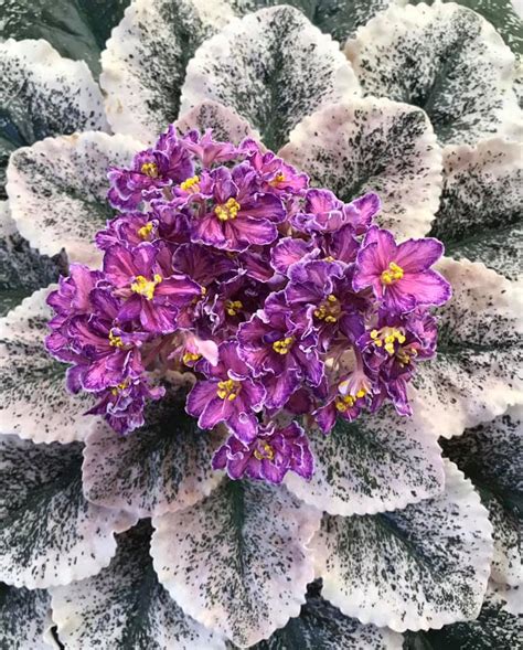 The African Violet Museum One Of The Most Unique African Violets That