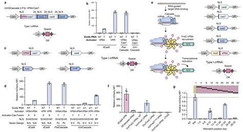 Development Of Qcascade And Tnsc Based Transcriptional Activators To