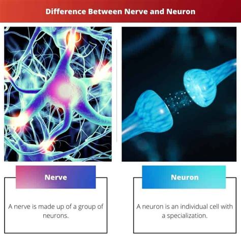 Nerve Vs Neuron Difference And Comparison