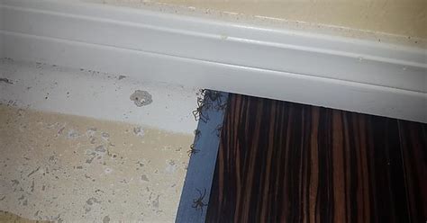 Took A Break From Installing New Floor Woke Up To 8 Brown Recluse