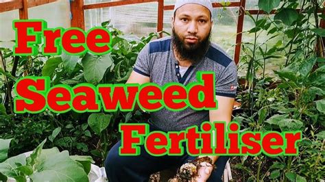 How To Make Seaweed Fertilizer Homemade Organic Fertiliser Organic