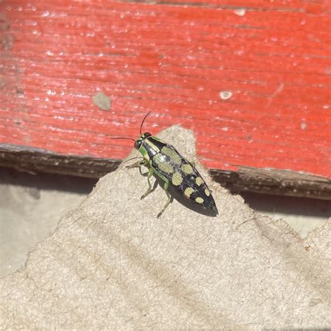Whats This Bug In Vic Australia R Whatsthisbug