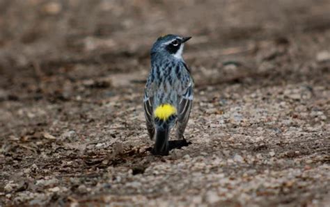 Are You Seeing Tiny Birds With Yellow Spots — Birdchick
