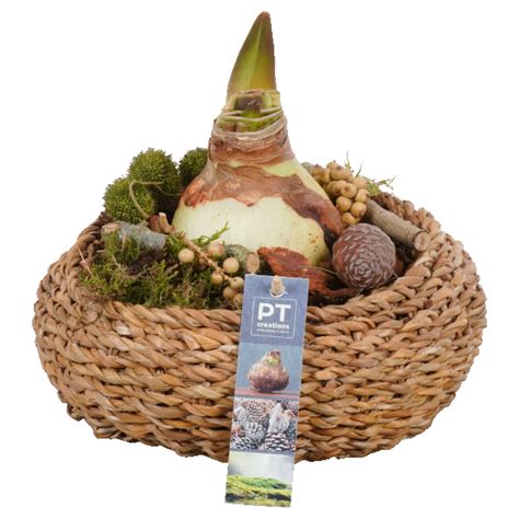 Ptaa5305 Pt Creations