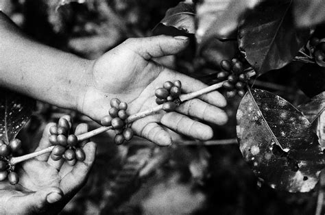 Zapatista Autonomy A Destituent Experiment • Ill Will