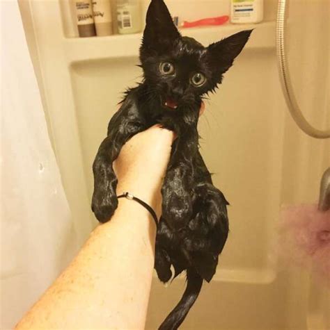 Adventure Cat Adopts Stray Kitten In Hawaii The Dodo