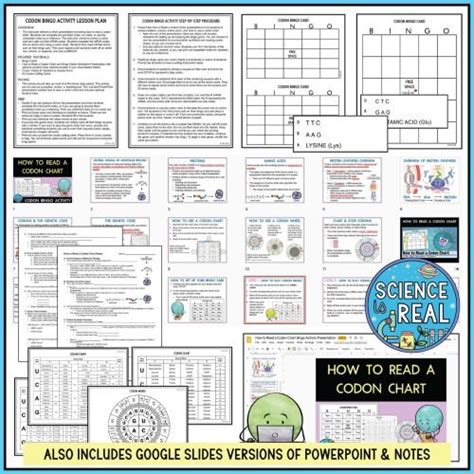 codon bingo game with codon chart powerpoint notes and codon charts