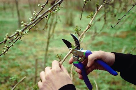 Man Prunes Raspberry Bushes With Garden Pruners Spring Pruning Of