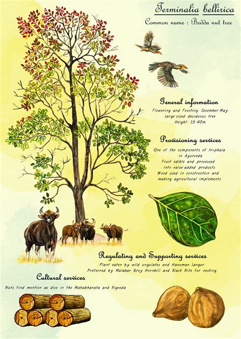 Cards On Ecosystem Services Provided By Trees Launched Iclei South Asia