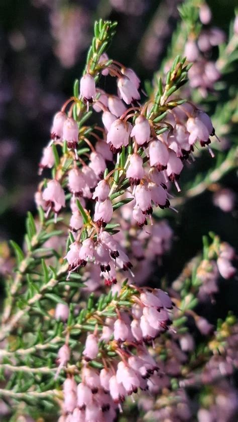 Ericaceae Evrim Ağacı