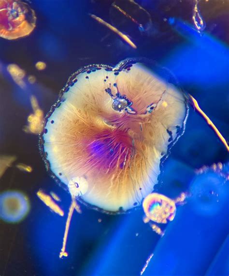 Gcs Gemmological Certification Services On Linkedin Science Gemlab