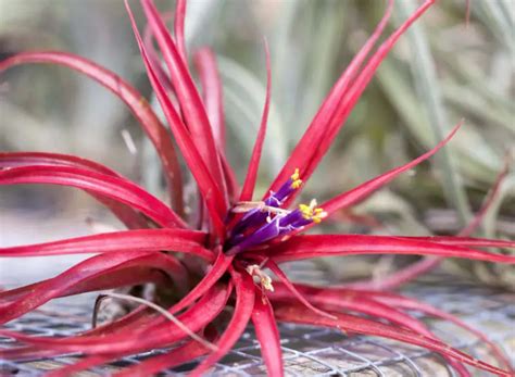 30 Air Plant Flowers With Pictures And Names