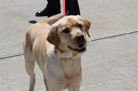 New Arson Dog Takes Over Cape Gazette