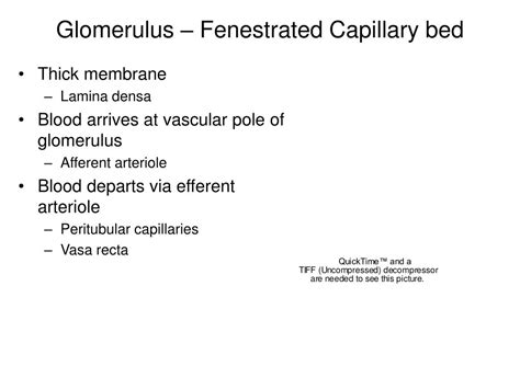 Ppt The Urinary System Powerpoint Presentation Free Download Id762047