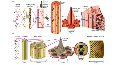 Similarities Between The Hierarchical Structure Of Bone A And Bamboo