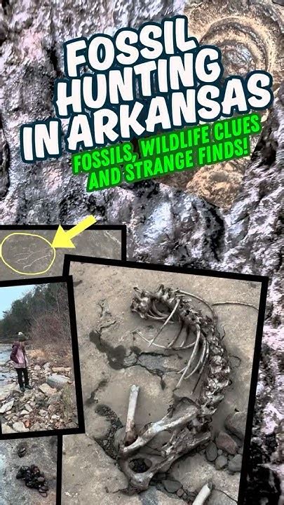 Devils Den State Park Ancient Seabeds Fossils Wildlife Lee Creek Fossils Rockhounding