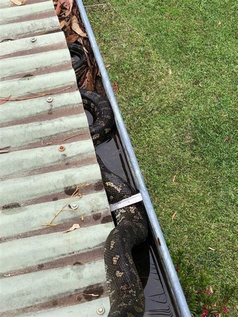Vermin Proofing Canberra Gutter Guard