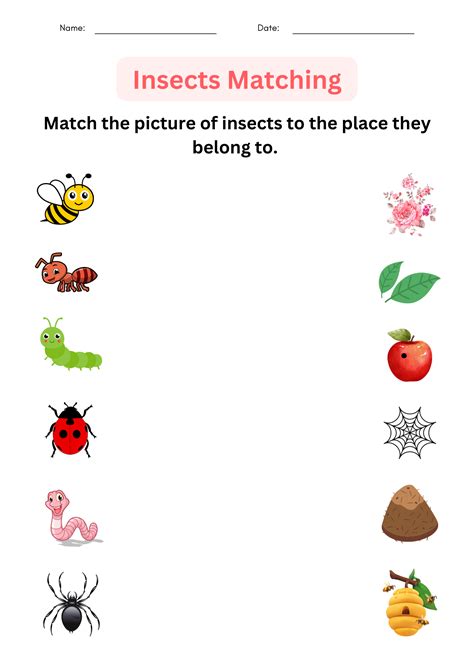 Printable Insects Worksheet For Kindergarten Identify And Matching
