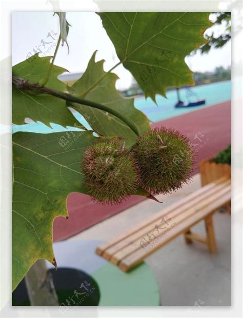 梧桐树果图片素材 编号28731236 图行天下