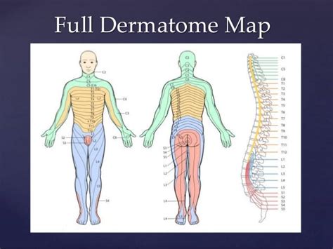 Myotome Map Color 2018