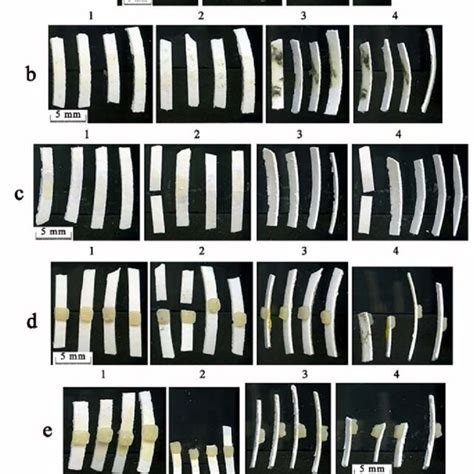 Samples Cut From Hens Eggshell 1 Initial State Working Surface 2 Download Scientific