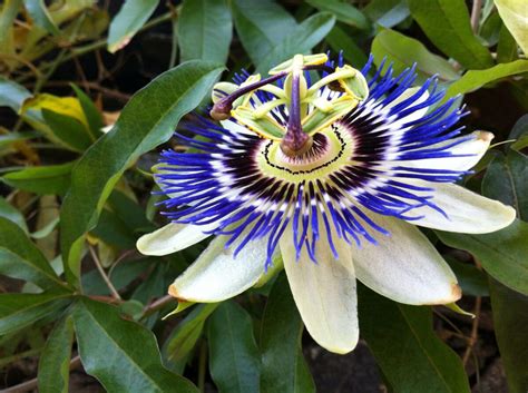 Passiflora Fiore Della Passione Proprietà E Benefici
