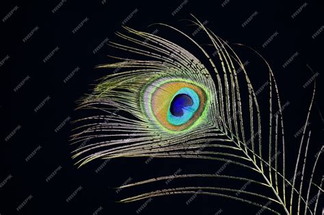 Single Peacock Feather Wallpapers