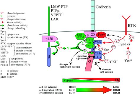 Convergence Of Wnt ß Catenin And Cadherin Pathways Science