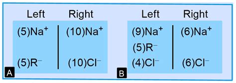 Donnan Membrane Equilibrium Principles Ion Distribution And