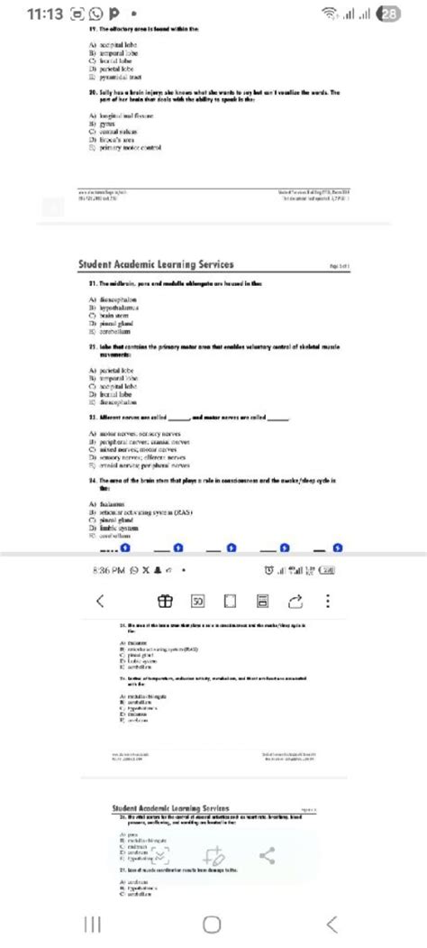 The Olfactory Area Is Found Within The A Occipital Lobe B Temporal Lob