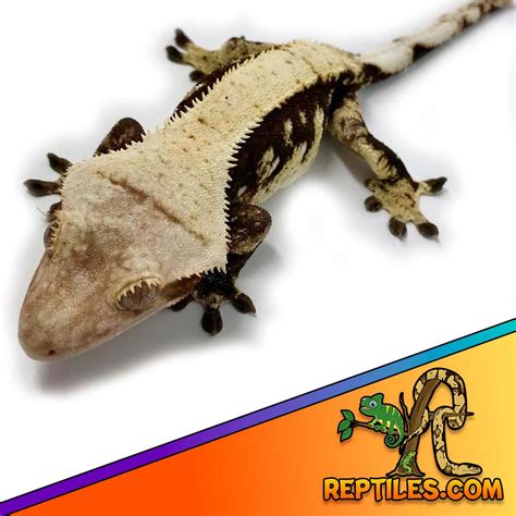 Chocolate Harlequin Crested Geckos For Sale Crested Gecko Morph
