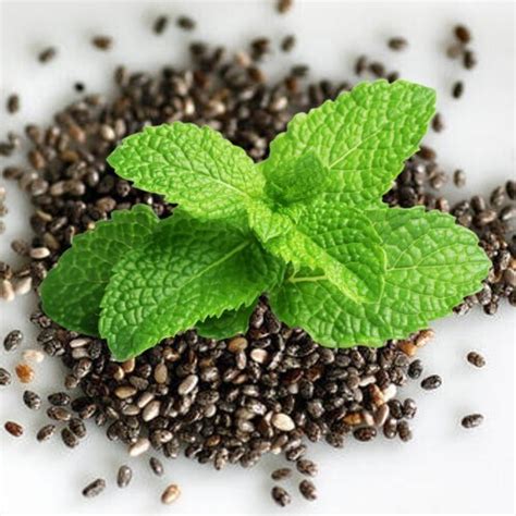 Peppermint Seeds Herb Organic Free Shipping Ebay