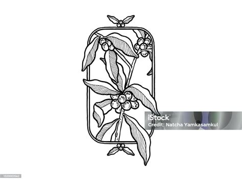 커피 콩 잎 콩을 곁들인 커피 나뭇가지 벡터 식물 도면 스케치 라인 아트 디자인 사실적인 자연 스타일 유기농 일러스트레이션 커피나무에 대한 스톡 벡터 아트 및 기타 이미지