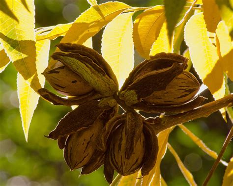Pecan Tree Care And Growing Guide Expert Tips For Success Gardeningetc