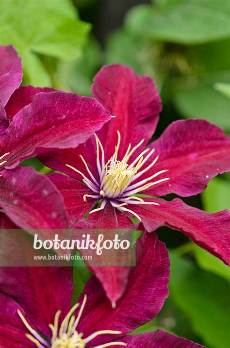 Clematis Clematis Niobe Botanikfoto Picture Library Plant And