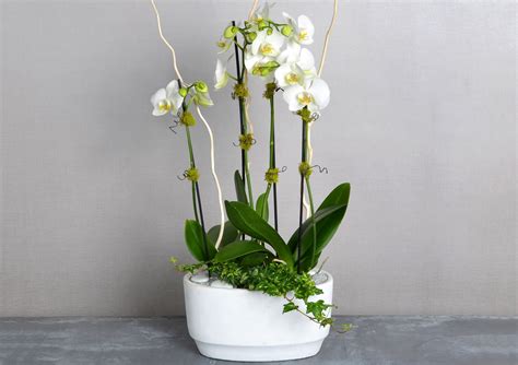 Specialty Planters Basket Arrangements In Minnesota At Bachmans