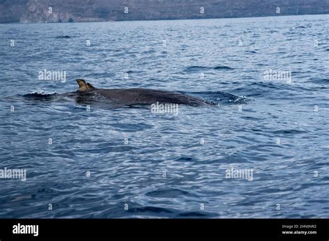 La Baleine à Bec De Blainville Nageant Au Large De La Côte Sud De La Gomera Dans Les îles