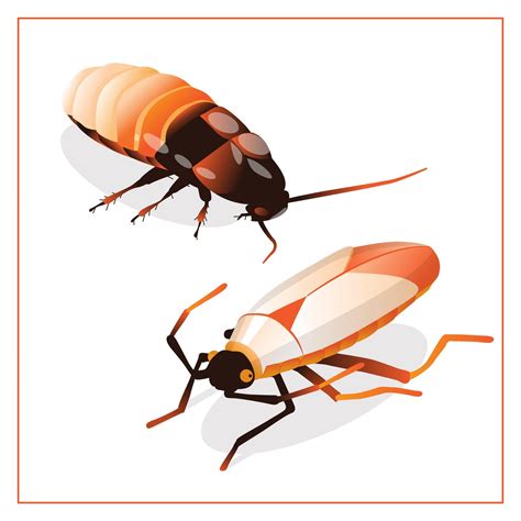 Oriental Brown Cockroach In Isometric View Cockroaches With Antennae