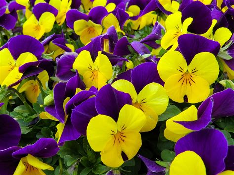 1000 Free Pansy And Nature Images Pixabay
