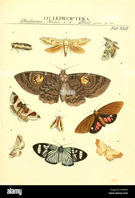 Genera Insectorum Linnaei Et Fabricii Offers A Visual Catalog Of