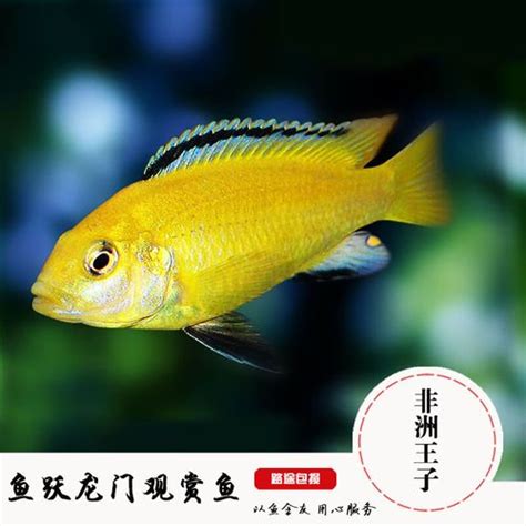 非洲王子 鱼百科 智能鱼缸之家