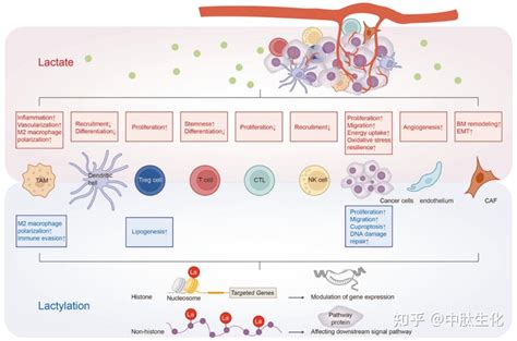 Sttt：上海九院贾仁兵 葛盛芳 许诗琼团队系统总结癌症中的乳酸和乳酸化修饰 知乎