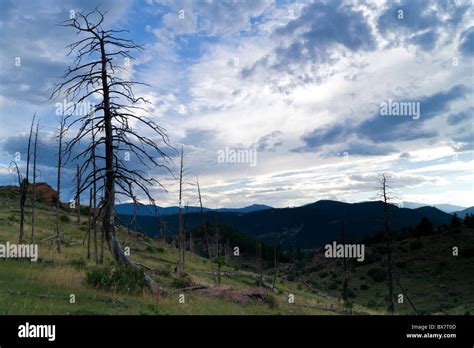Trees And Forest After The Fire Stock Photo Alamy